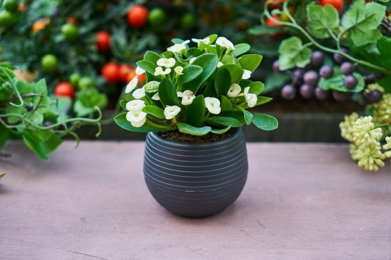 Plants can produce flowers but we don’t. Why? - Kidpid