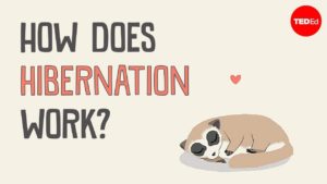 How does hibernation work? - Kidpid