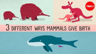 The three different ways mammals give birth - Kidpid