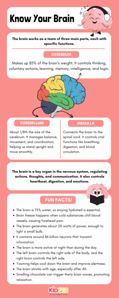 Brain - Main Parts, Structure & Fun Facts - Kidpid