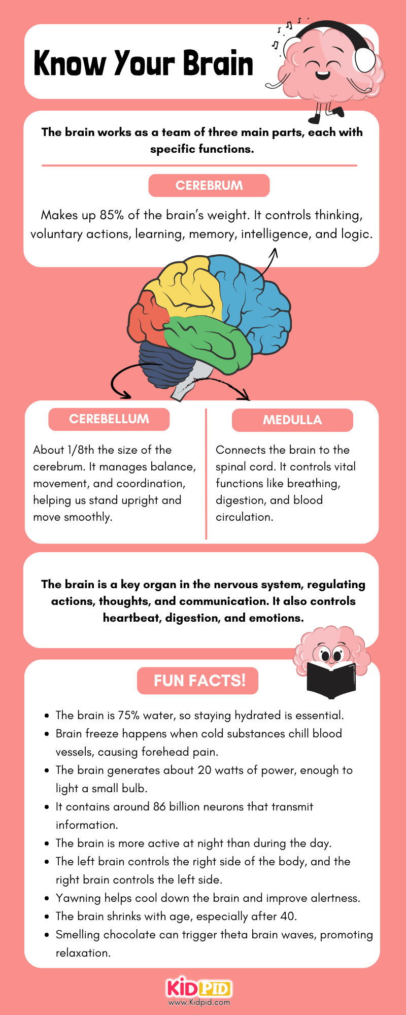 Brain - Main Parts, Structure & Fun Facts - Kidpid