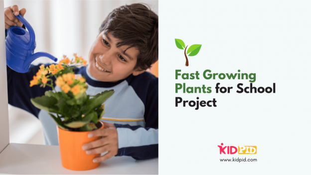 Fast Growing Plants for School Project - Kidpid