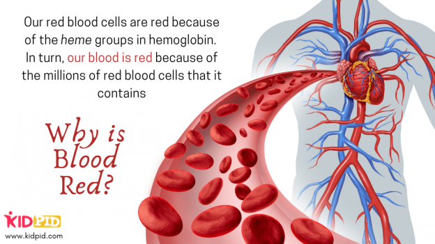 Why is Blood Red? - Kidpid