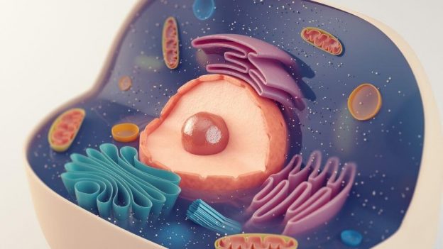 What are single-celled organisms? How do they survive? - Kidpid