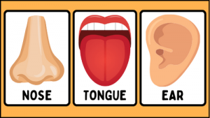 Parts of the Head Flashcard Sheets - Kidpid