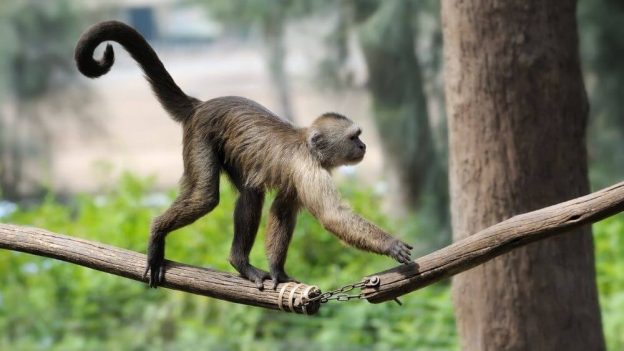 How do monkeys swing through the trees? - Kidpid