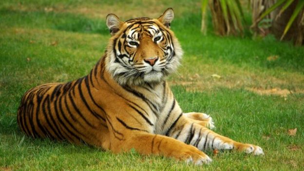 Why do tigers have stripes? - Kidpid