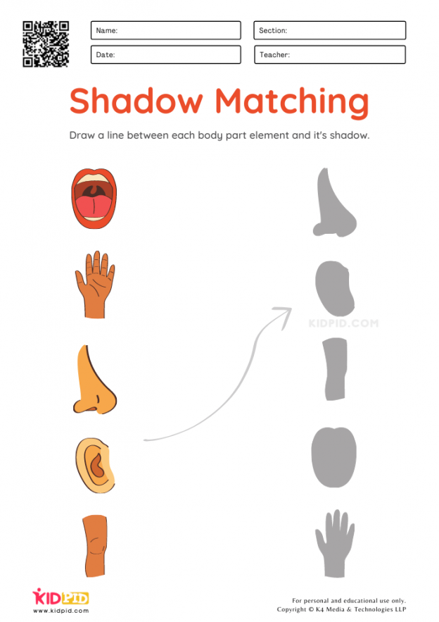 Shadow Matching Body Parts Worksheet - Kidpid