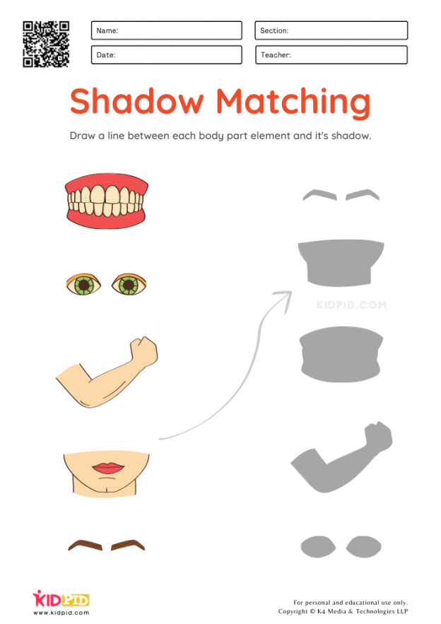 Shadow Matching Body Parts Worksheet - Kidpid