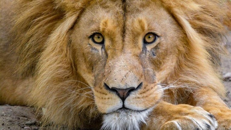 Lion Animal Facts for Kids - Kidpid