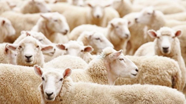 Sheep Animal Facts for Kids - Kidpid