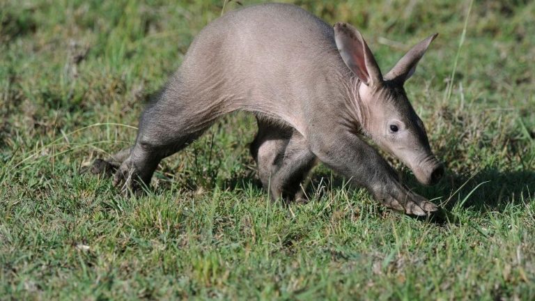 Aardvark Animal Facts for Kids - Kidpid