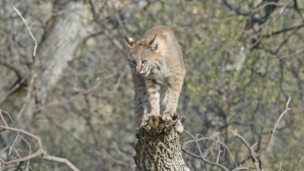 Bobcat Animal Facts for Kids - Kidpid