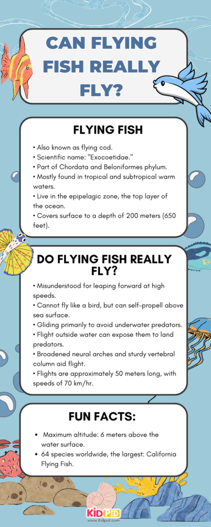 Can flying fish really fly? - Kidpid