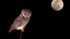 How do owls hunt at night? - Kidpid