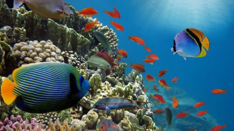What animals live in the deep sea? - Kidpid