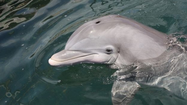 Why do dolphins have blowholes? - Kidpid