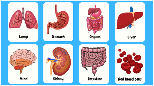 Human Major Organs Flashcards - Kidpid