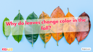 Why do leaves change color in the fall? - Kidpid