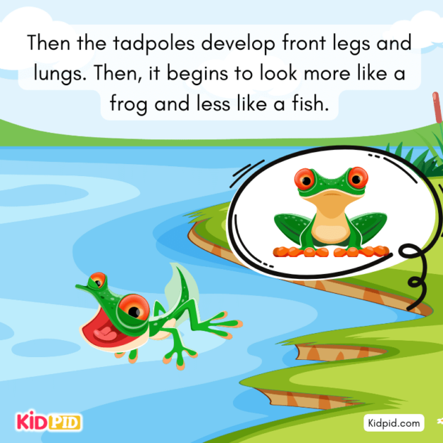 Frogs and Their Life Cycle - Kidpid