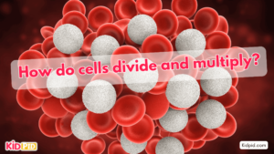 How do cells divide and multiply? - Kidpid