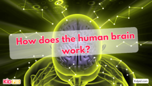 How does the human brain work? - Kidpid