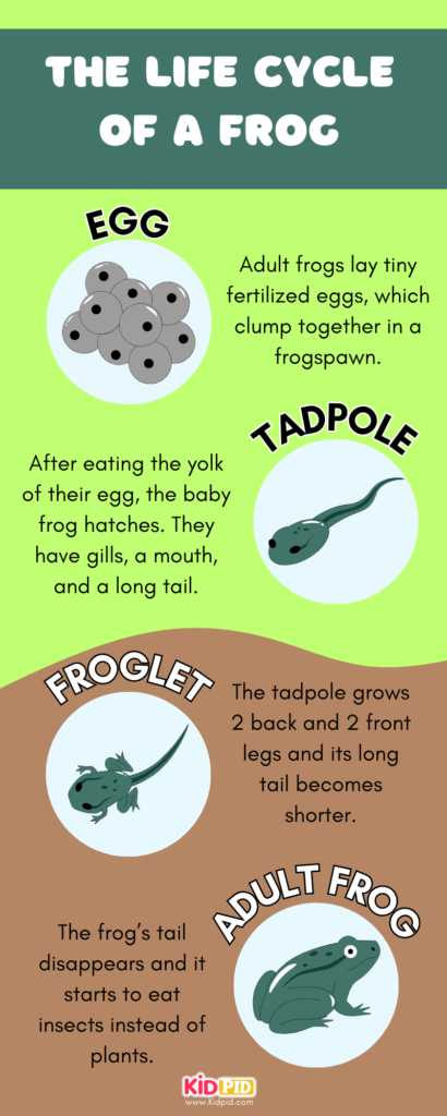 Frogs and Their Life Cycle - Kidpid