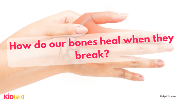 How do our bones heal when they break? - Kidpid