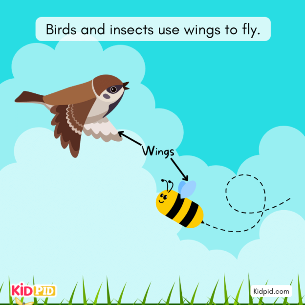 Living & Non-living Things - Kidpid