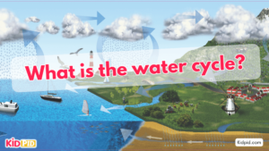 What is the water cycle? - Kidpid