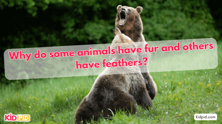 Why do some animals have fur and others have feathers? - Kidpid
