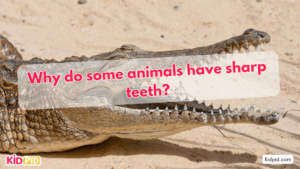 Why do some animals have sharp teeth? - Kidpid