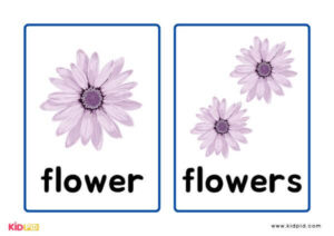 Singular and Plural Nouns Flashcards - Kidpid