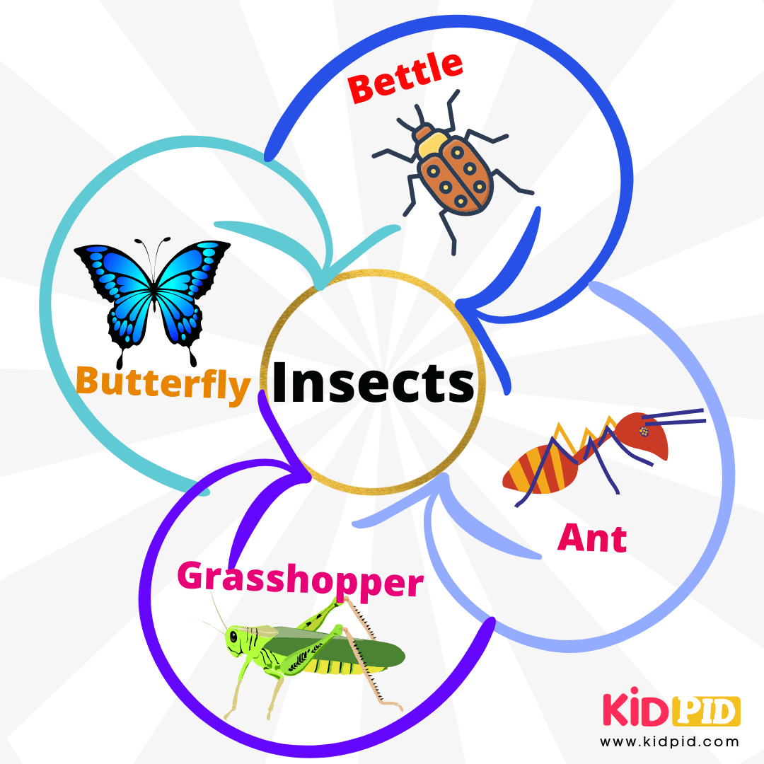 Birds & Insects Vocabulary For Grade 3 - Kidpid