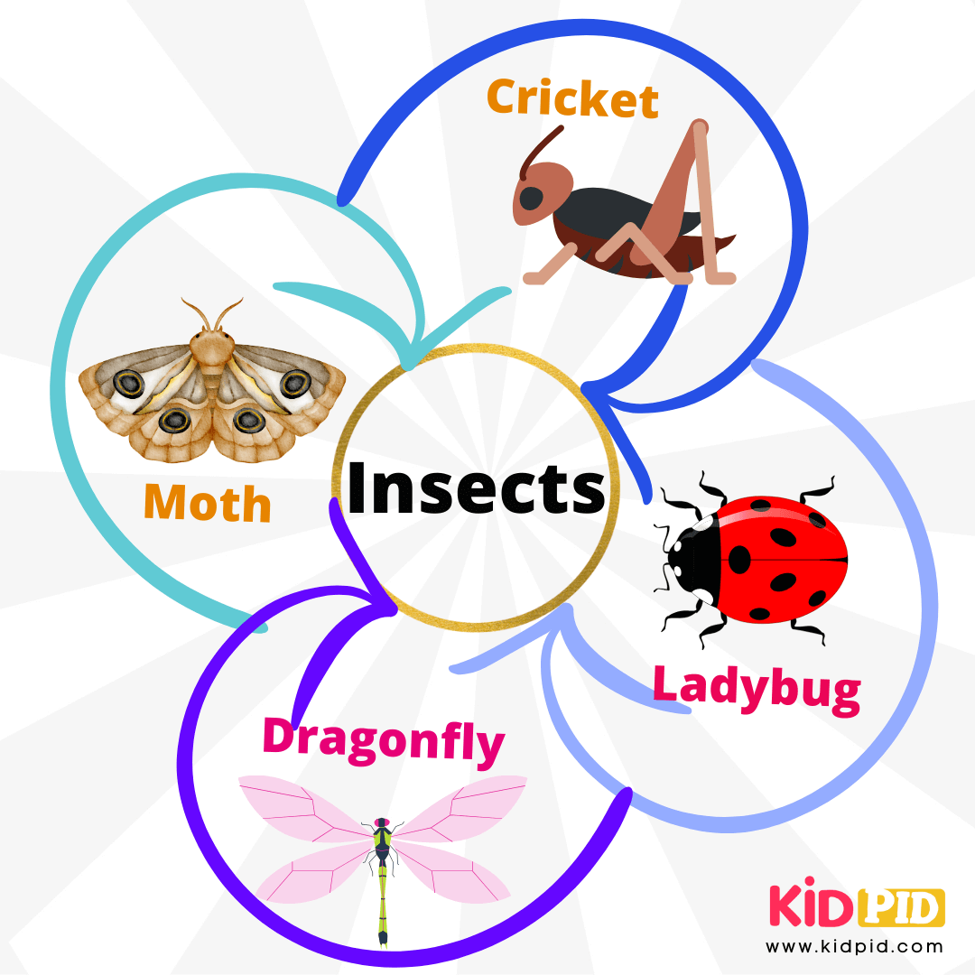 Birds & Insects Vocabulary For Grade 3 - Kidpid