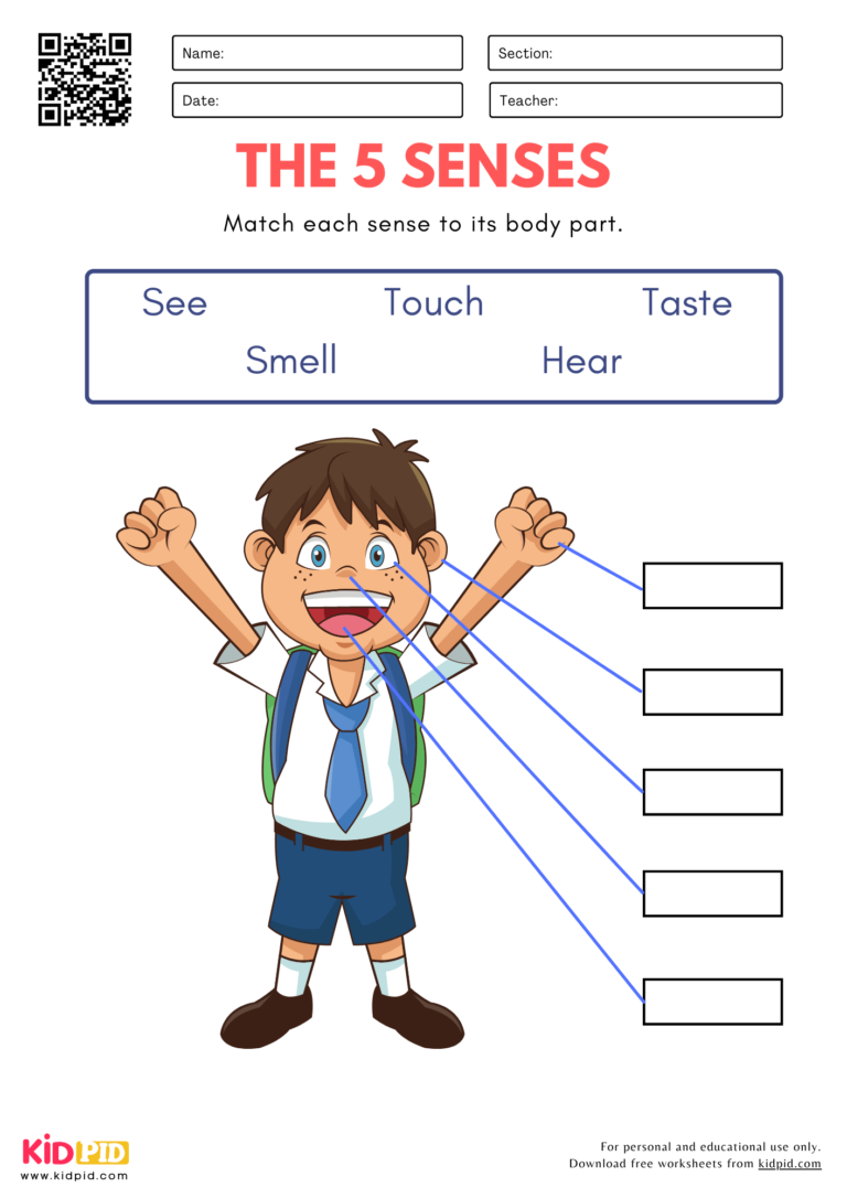 5 Senses Worksheet for Kindergarten - Kidpid