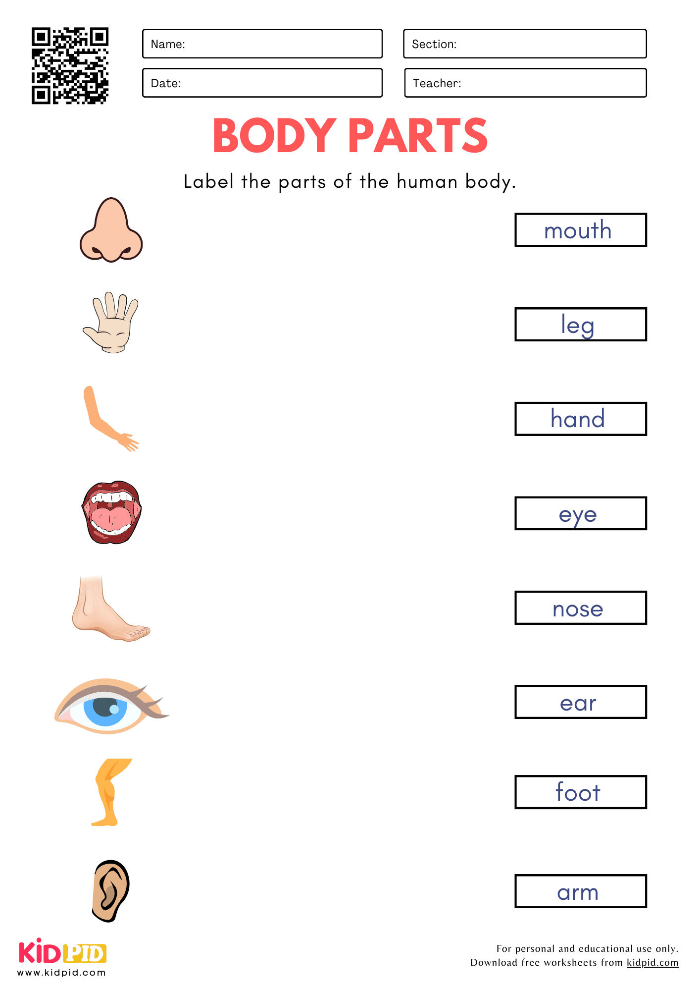Body Parts Worksheet for Kindergarten - Kidpid