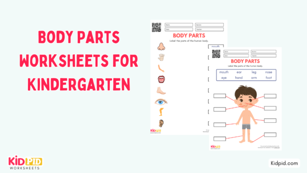 Body Parts Worksheet for Kindergarten - Kidpid