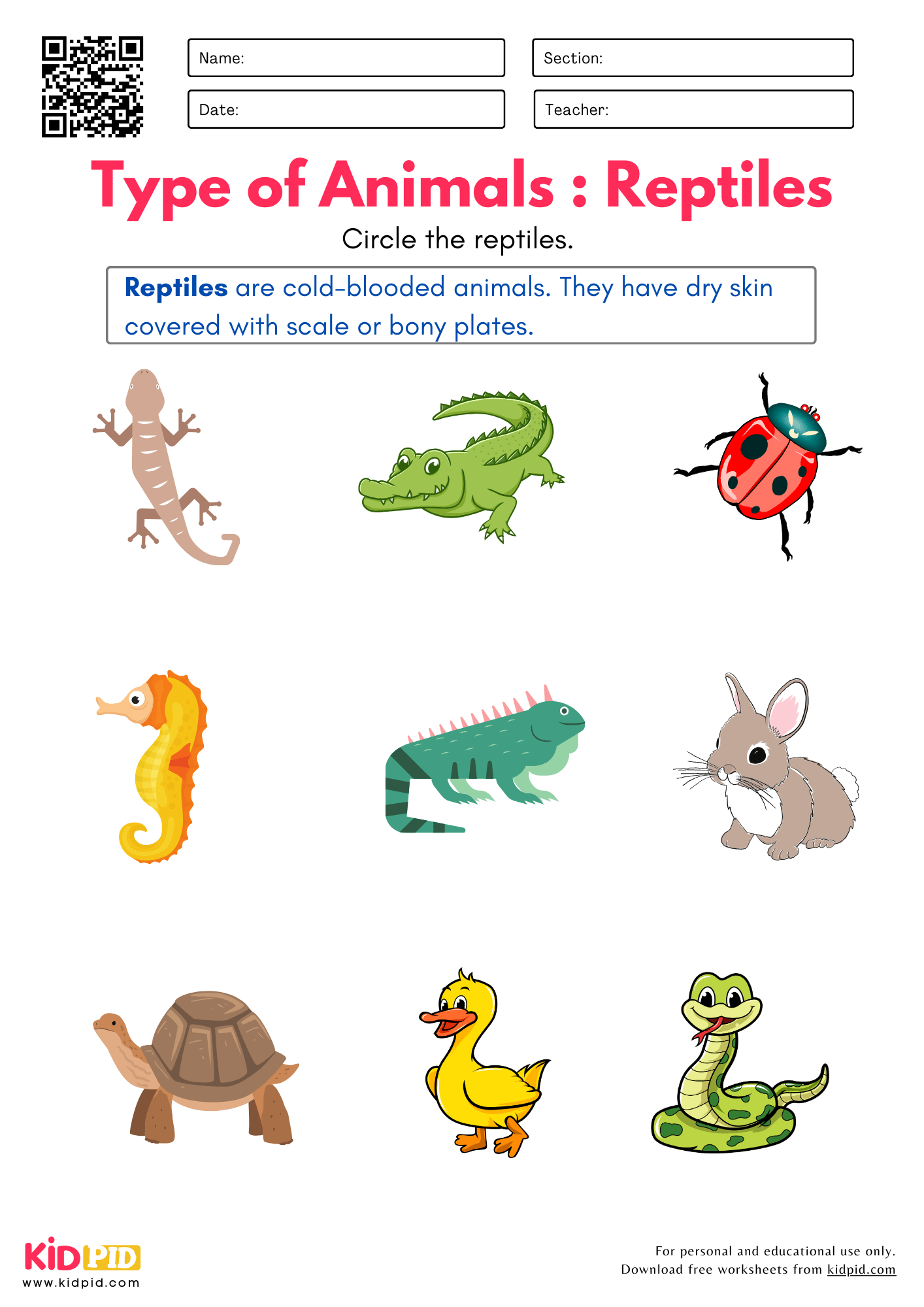 Identify Insects, Birds, Fishes, Reptiles and Mammals Worksheet For ...