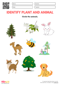 Plant and Animal Identification Worksheet for Kindergarten - Kidpid