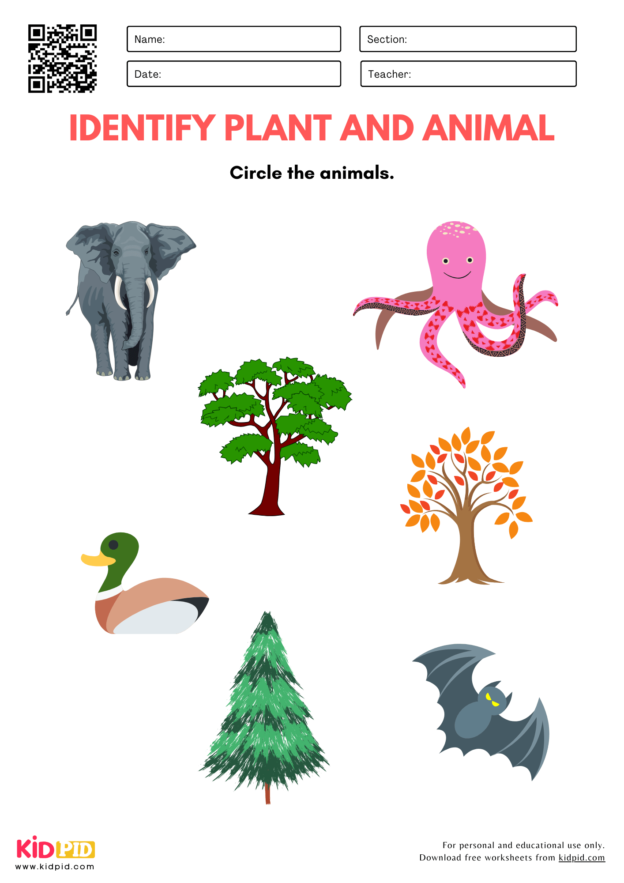 Plant and Animal Identification Worksheet for Kindergarten - Kidpid