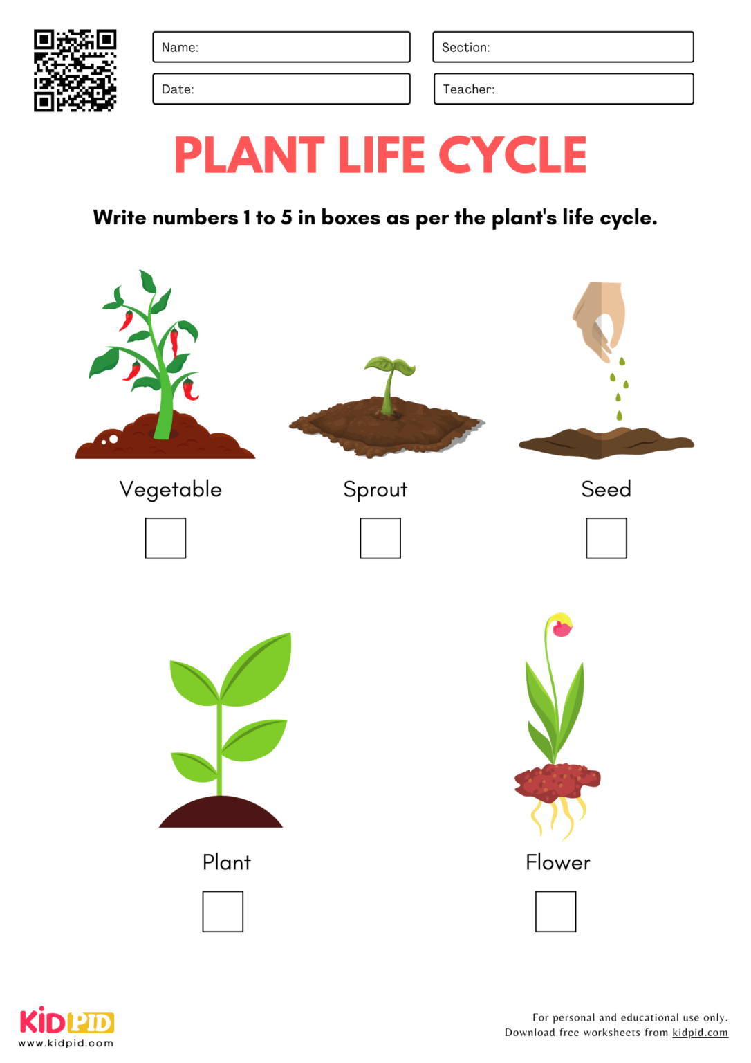 Plant Life Cycle Worksheet for Kindergarten - Kidpid