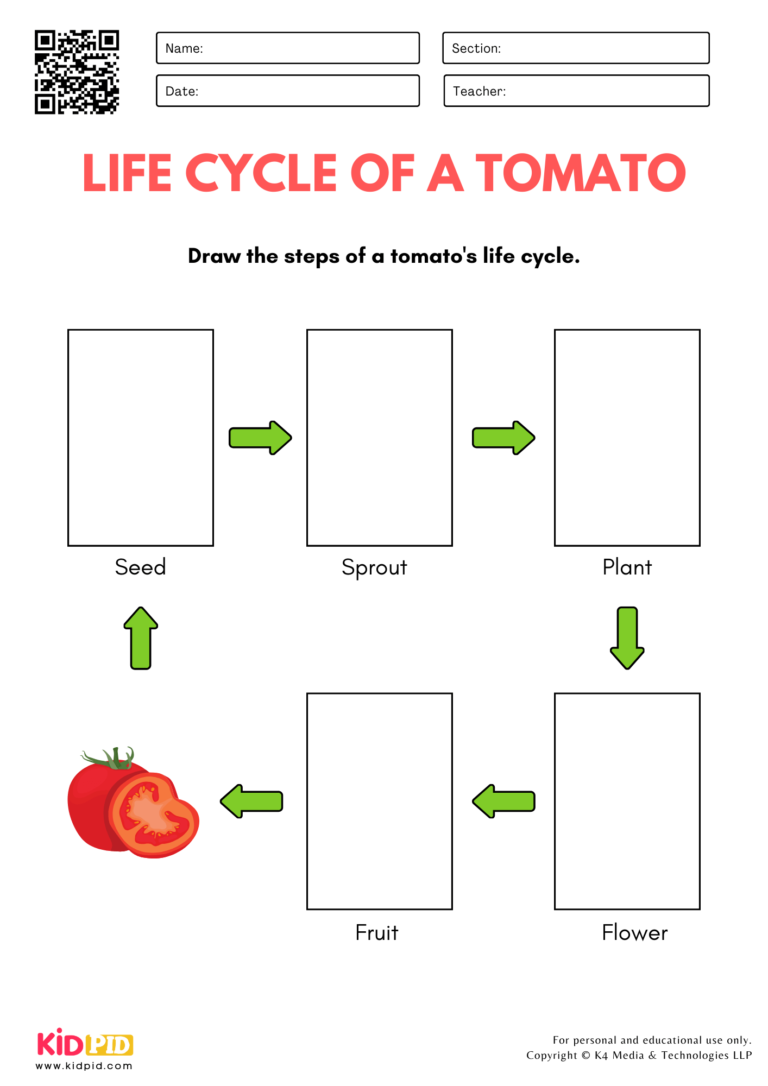 Plant Life Cycle Worksheet for Kindergarten - Kidpid
