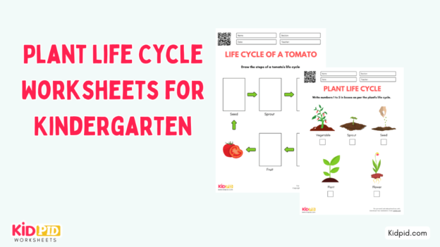 Plant Life Cycle Worksheet for Kindergarten - Kidpid