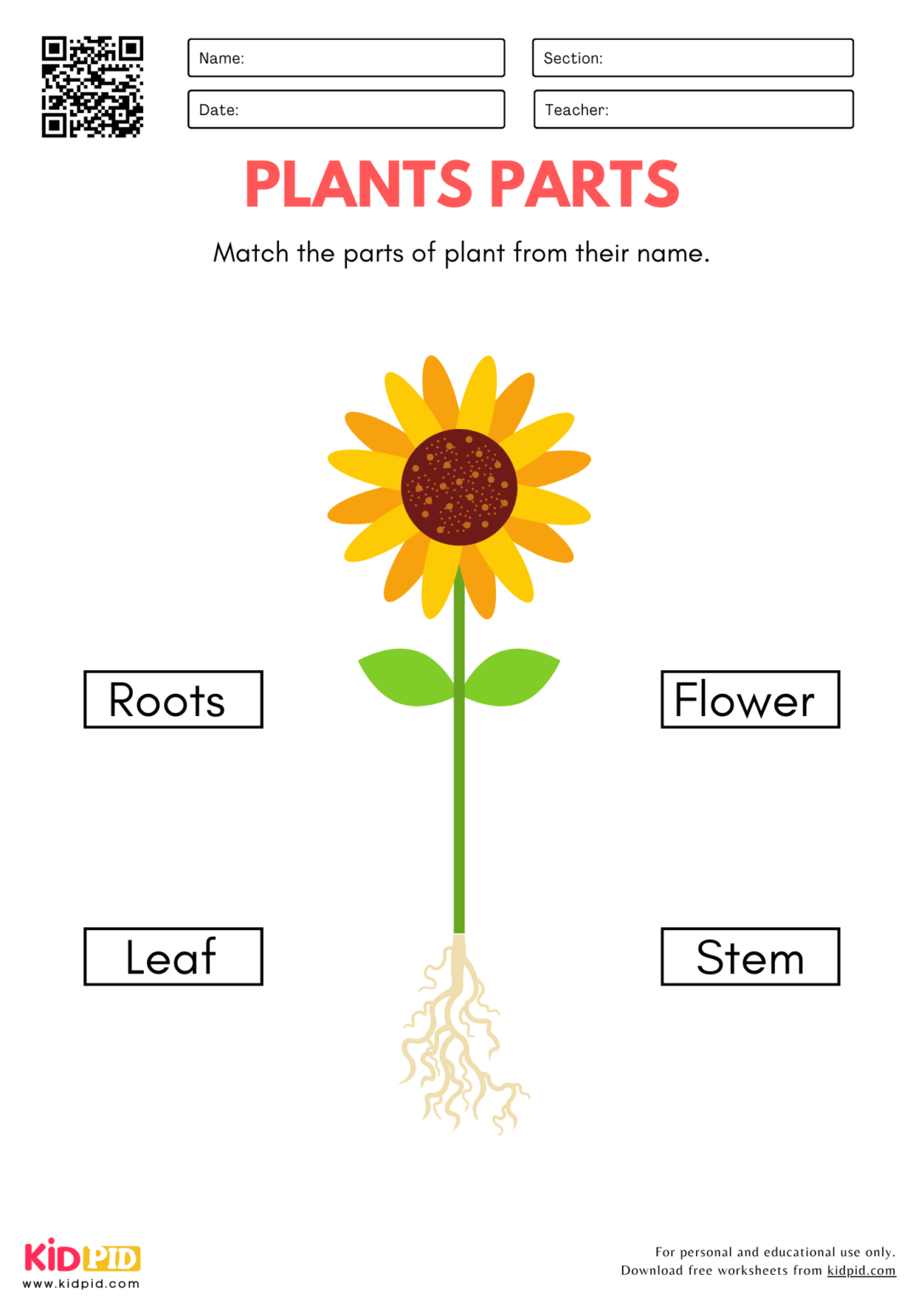Plant Parts Worksheet for Kindergarten - Kidpid