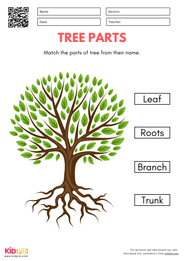 Plant Parts Worksheet for Kindergarten - Kidpid