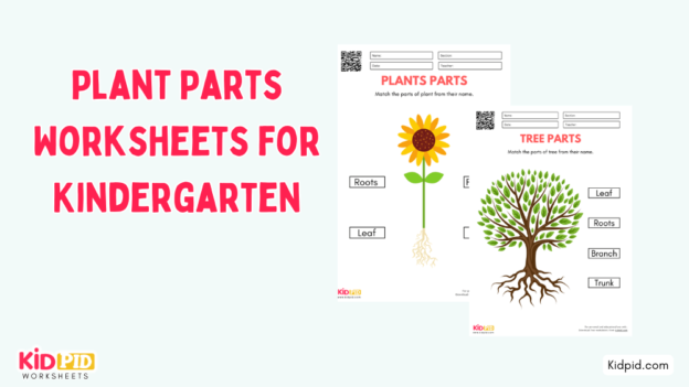 Plant Parts Worksheet for Kindergarten - Kidpid