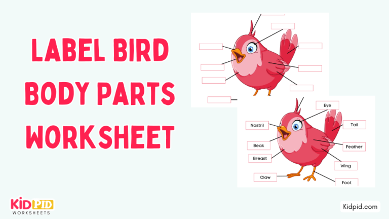 Label Bird Body Parts Worksheet - Kidpid