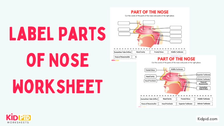 Label Parts of Nose Worksheet - Kidpid