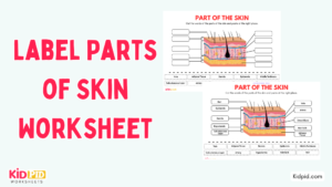 Label Parts of Skin Worksheet - Kidpid